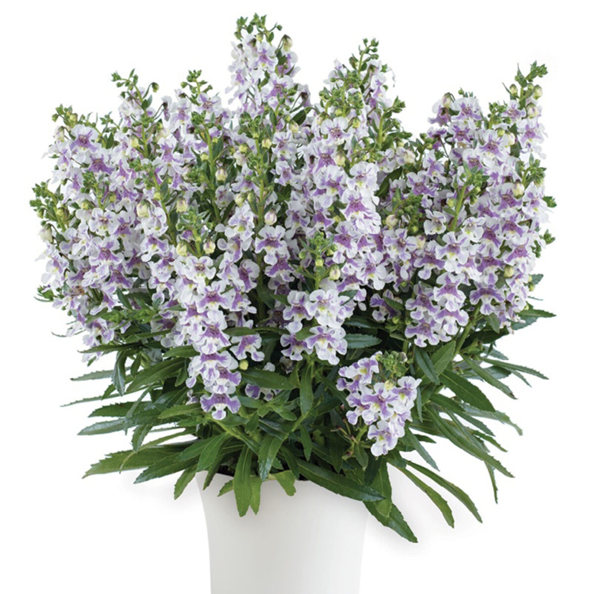 Angelonia Angustifolia Alonia Bicolor Violet Summer Snapdragon | SiteOne