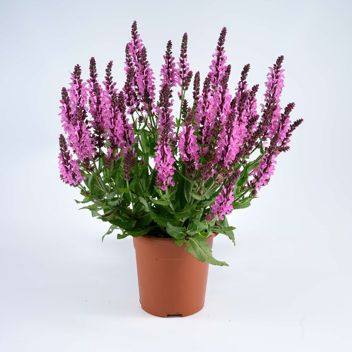 Salvia Nemorosa Pink Nebula Meadow Sage | SiteOne