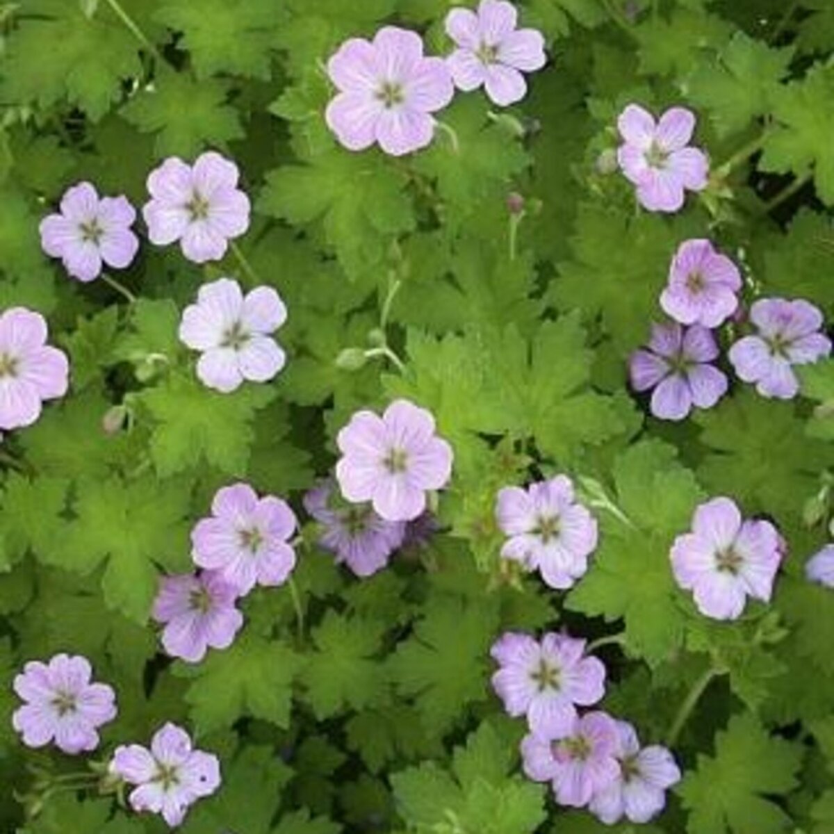 Geranium X Riversleaianum Mavis Simpson Cranesbill | SiteOne US