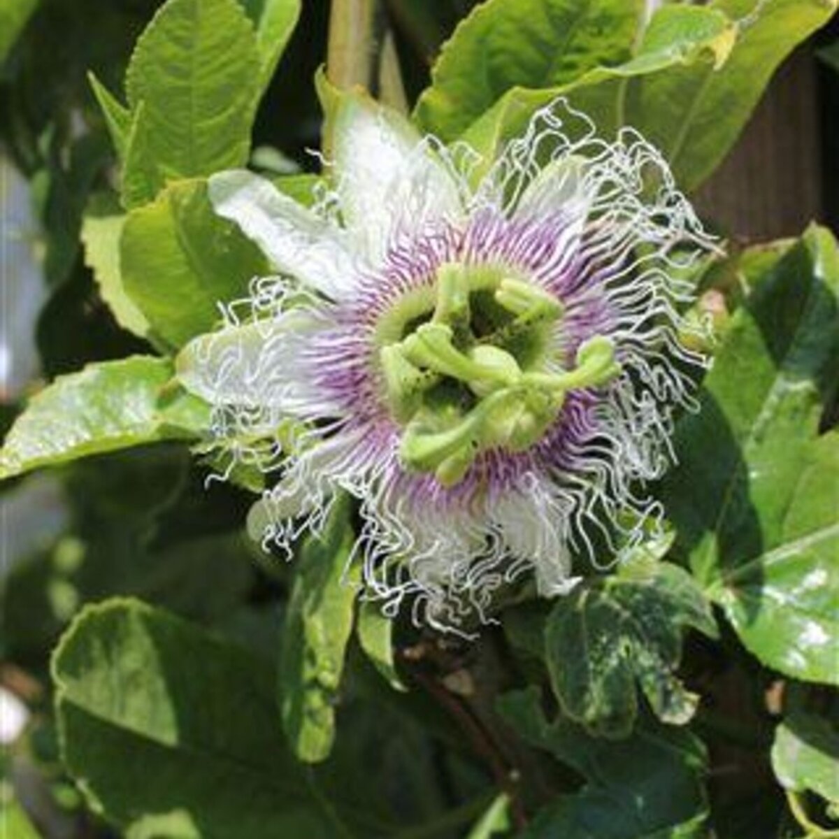 Passiflora Edulis Nancy Garrison Passion Flower | SiteOne US