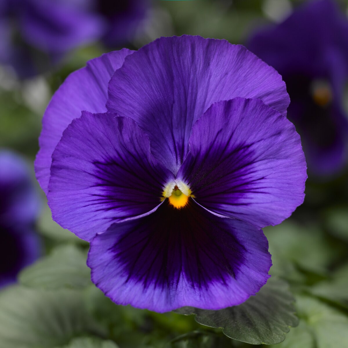 Viola X Wittrackiana Delta Blue with Blotch Pansy | SiteOne US