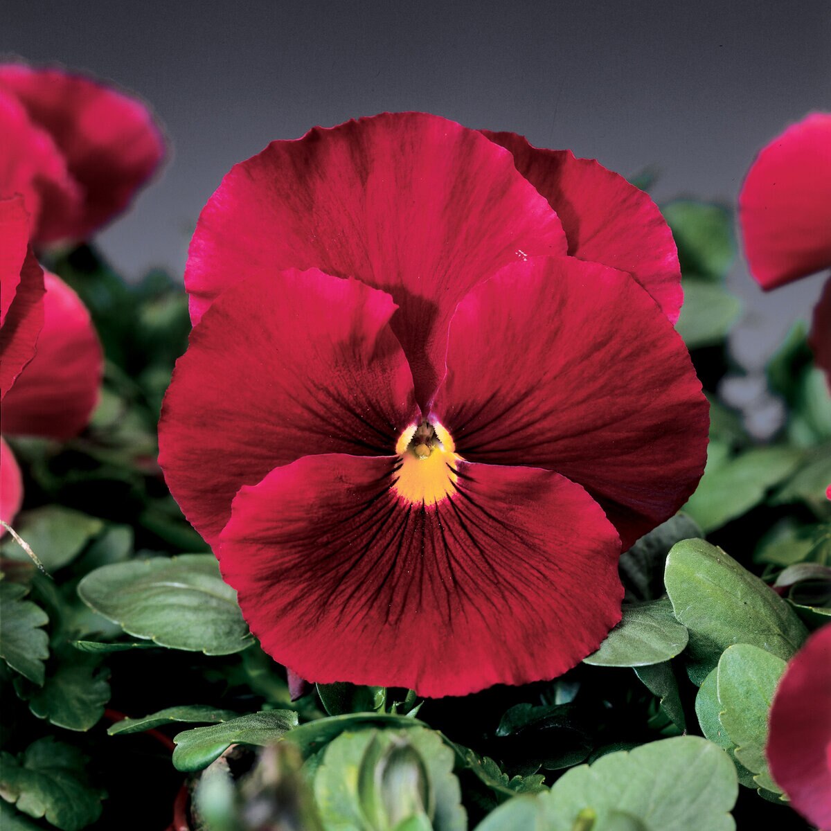 Viola X Wittrackiana Delta Pure Rose Pansy | SiteOne US
