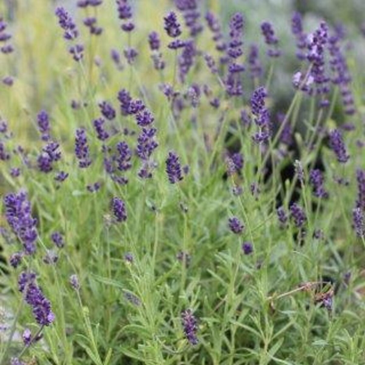 Lavandula Angustifolia Ellagance Purple English Lavender | SiteOne US
