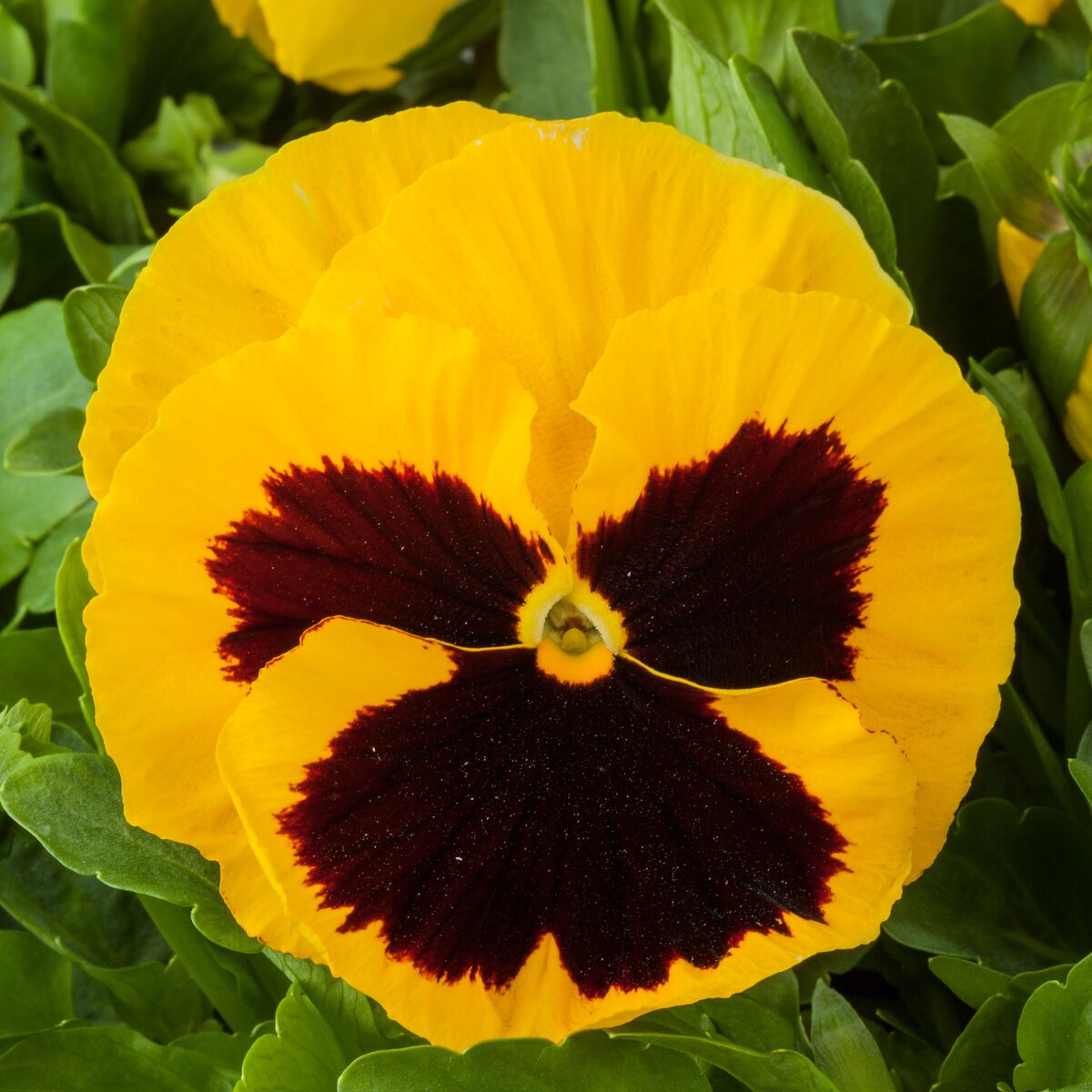 Viola X Wittrockiana Majestic Giant II Yellow Blotch Pansy | SiteOne