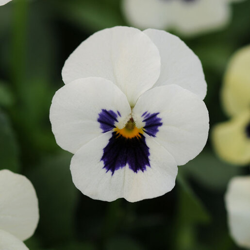 viola cornuta cuidados