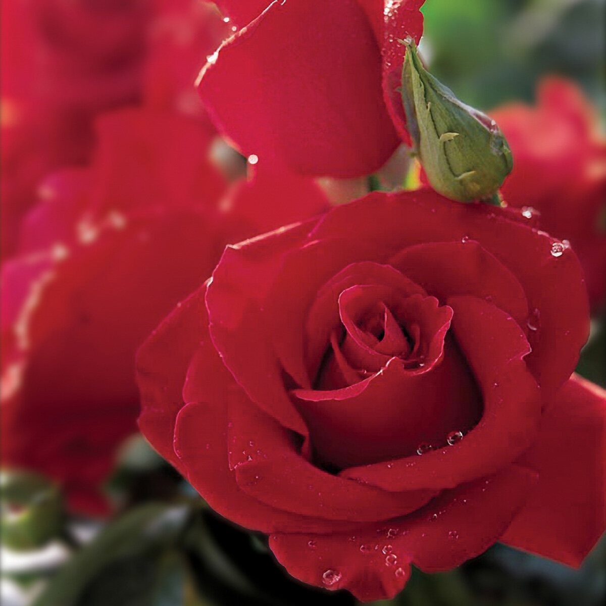 Rosa X Veterans Honor Hybrid Tea Rose | SiteOne US