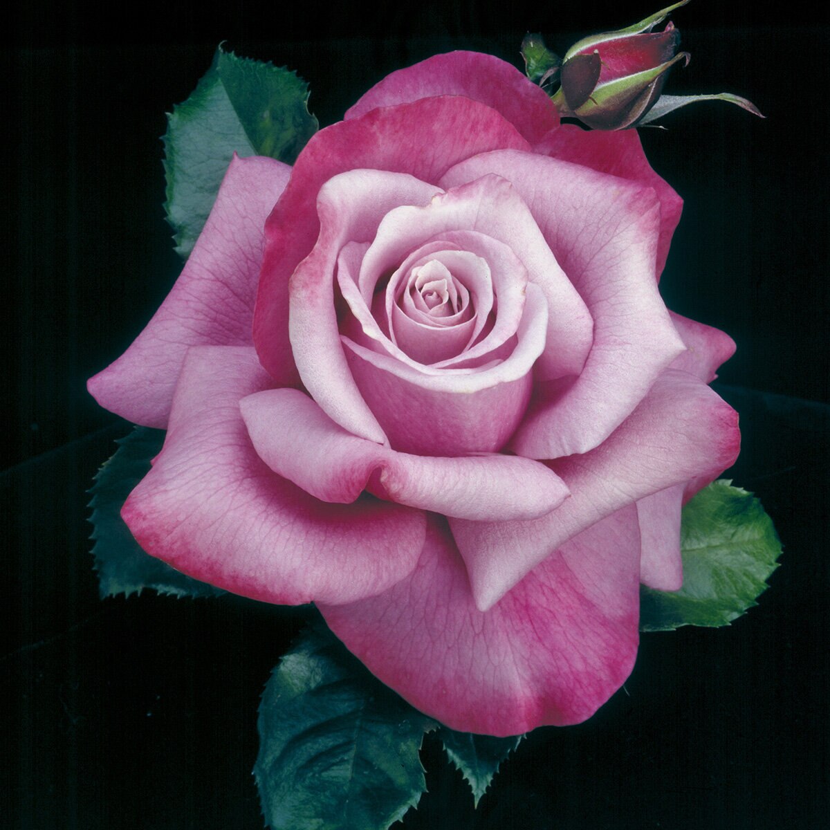 Rosa X Barbara Streisand Hybrid Tea Rose | SiteOne US