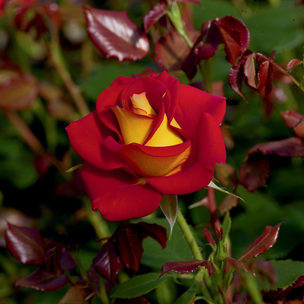 Rosa Floribunda Wekzazette Ketchup & Mustard Rose | SiteOne