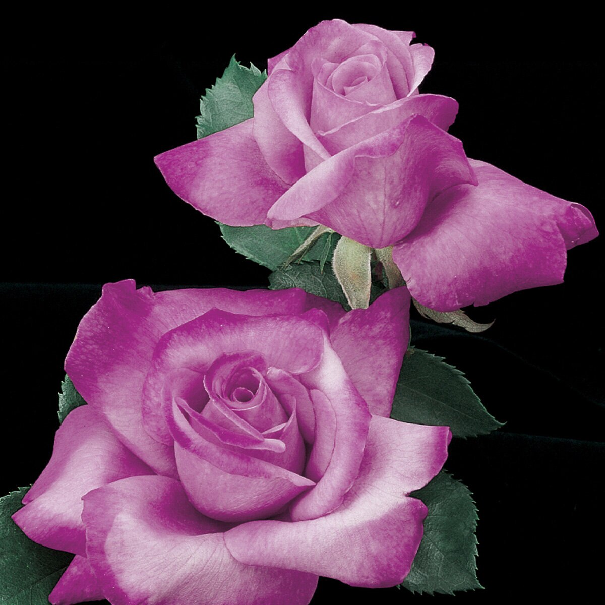 Rosa Grandiflora Fragrant Plum Rose | SiteOne US