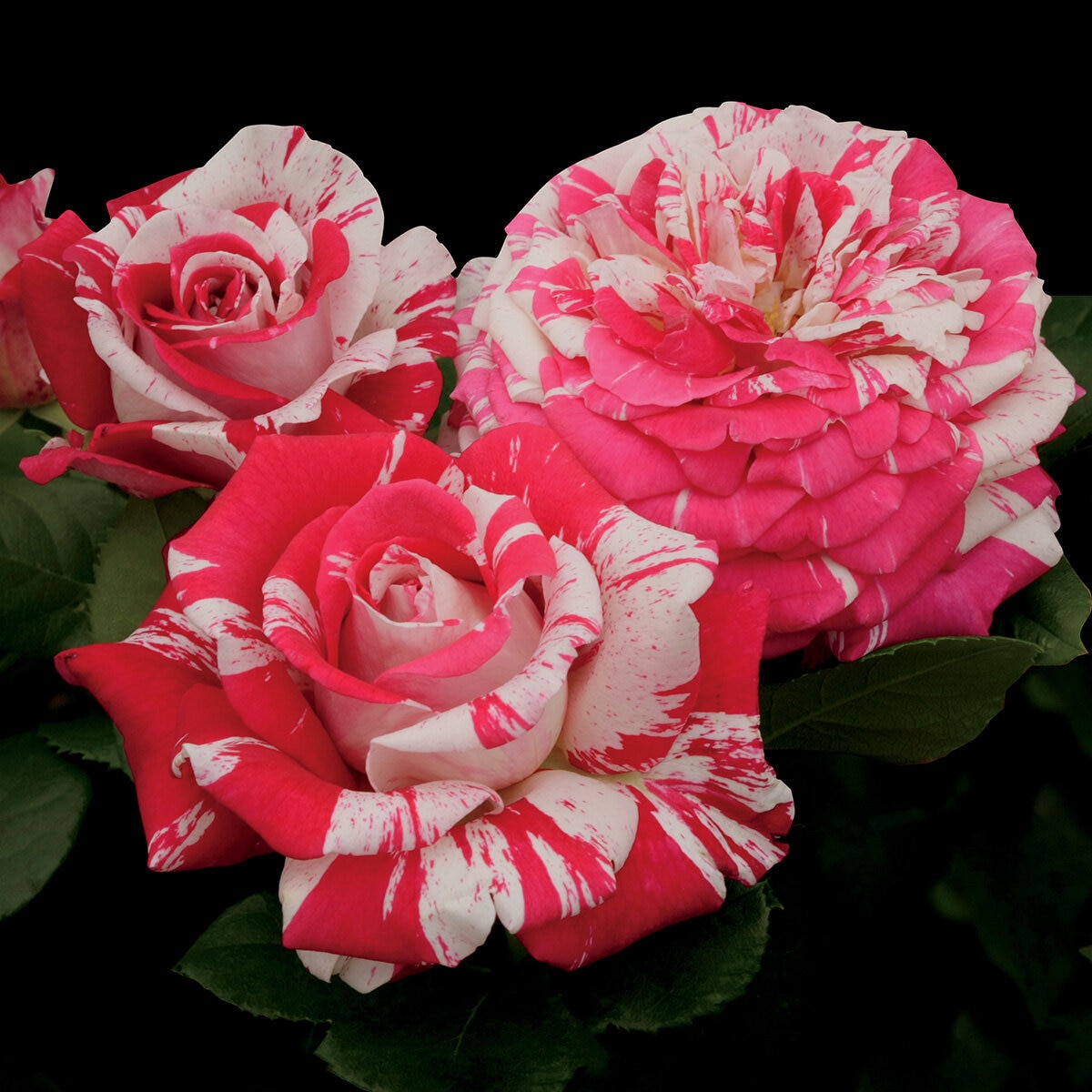 Rosa X Neil Diamond Hybrid Tea Rose | SiteOne US