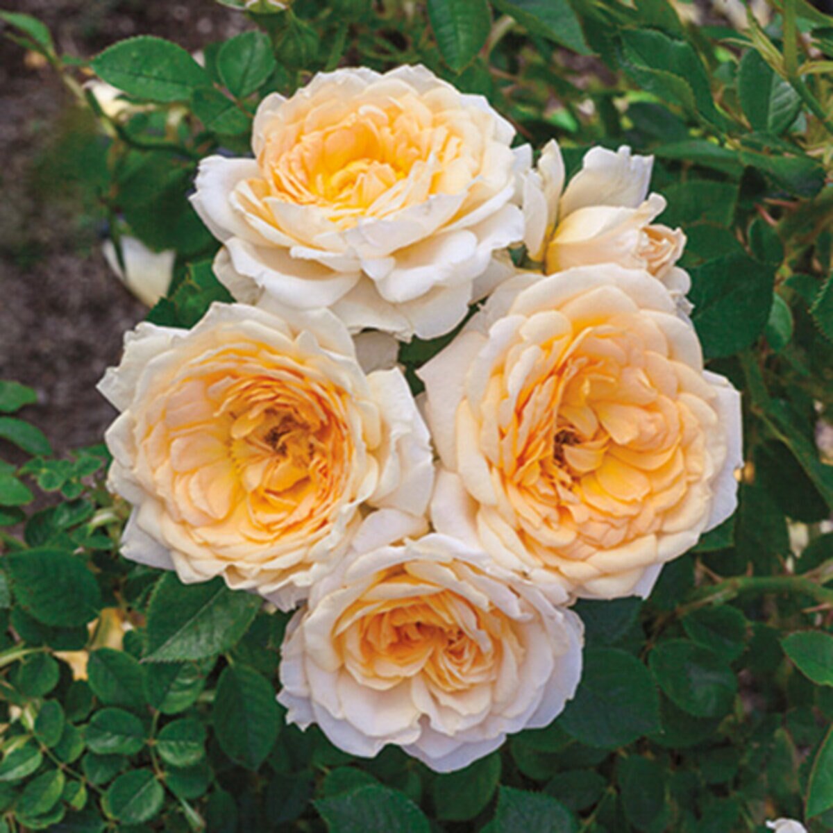 Rosa X Ediths Darling Rose | SiteOne