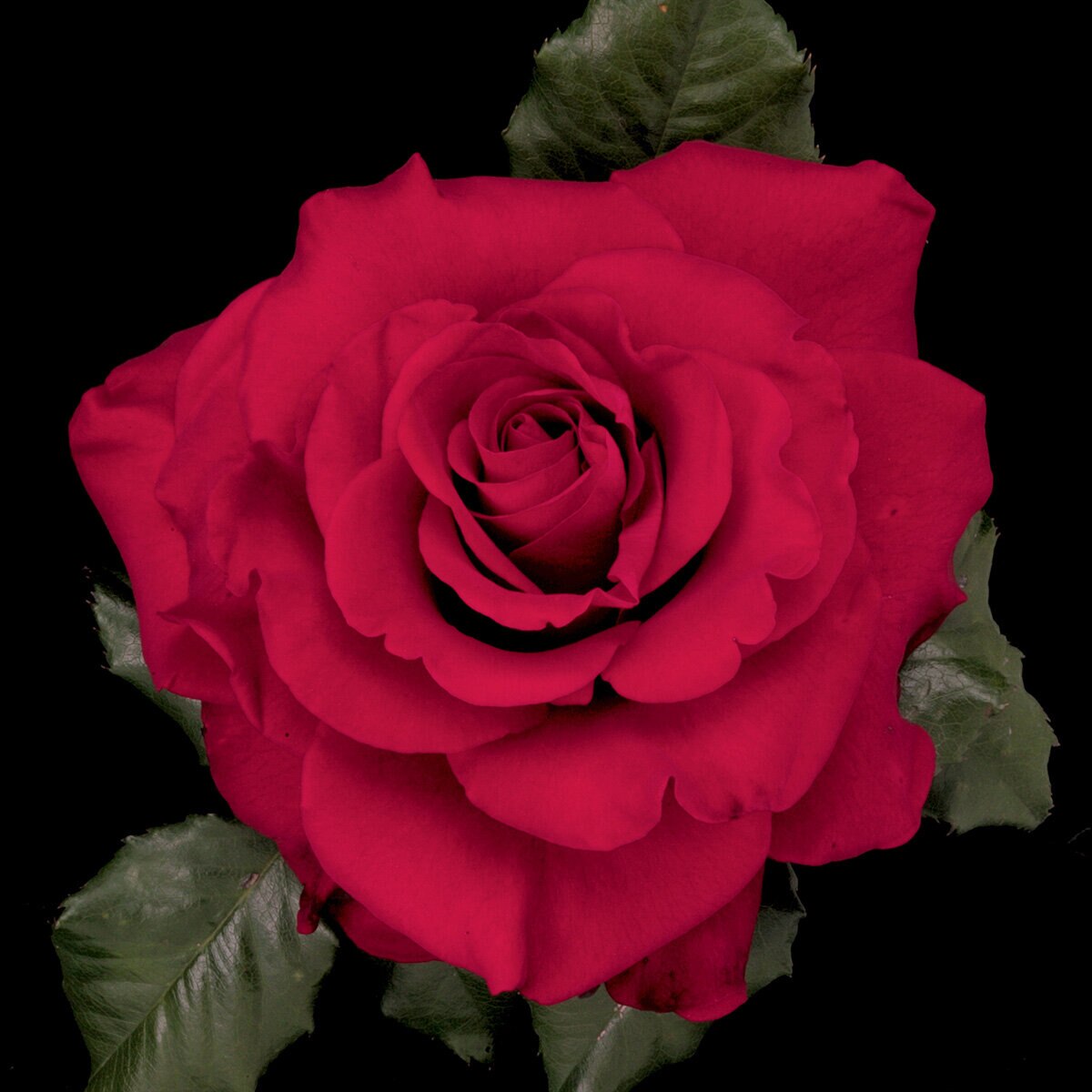 Rosa X In the Mood Hybrid Tea Rose | SiteOne US