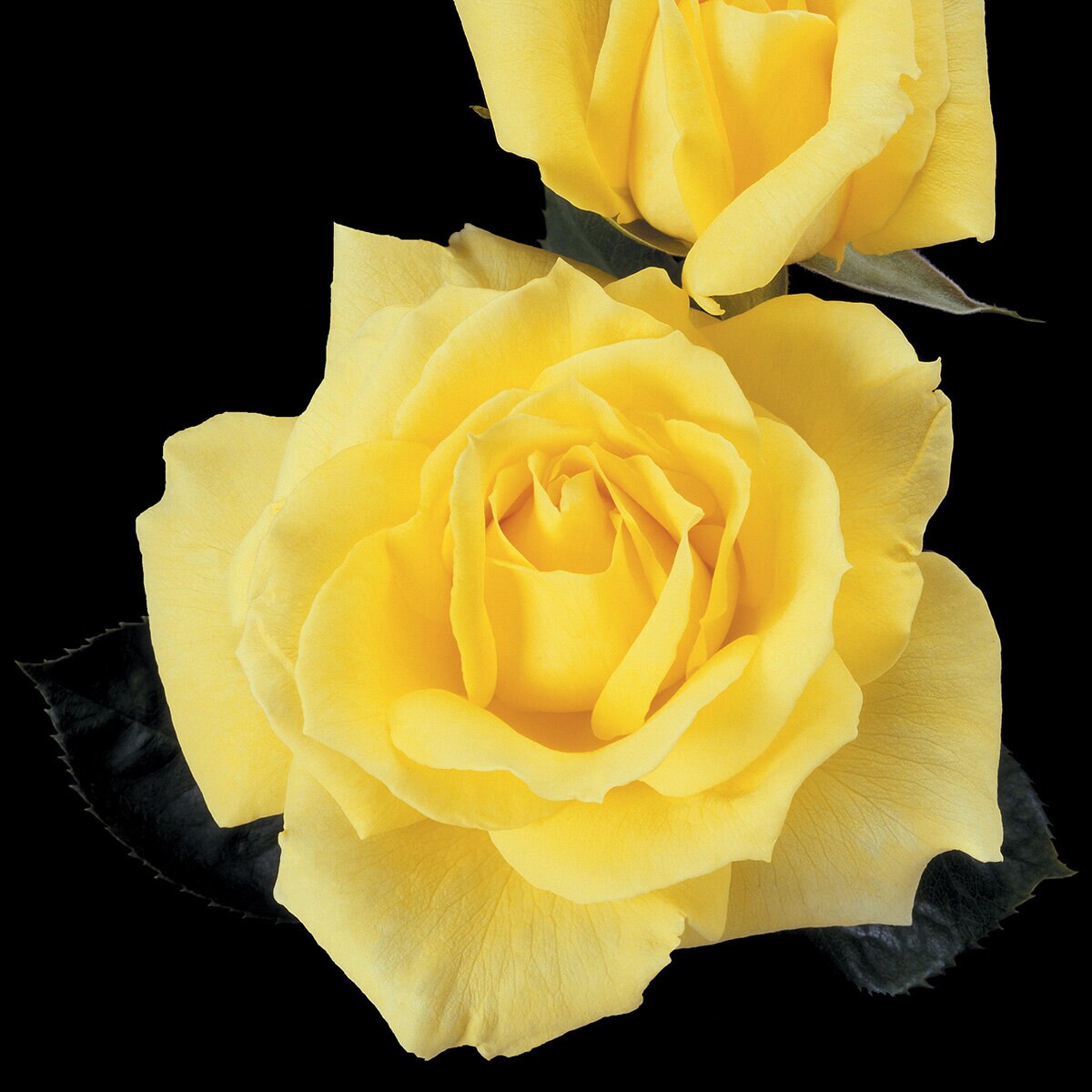 Rosa X Mellow Yellow Hybrid Tea Rose | SiteOne US