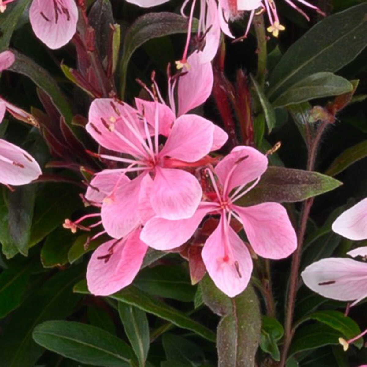 Gaura Lindheimeri Steffi Blush Pink Gaura | SiteOne