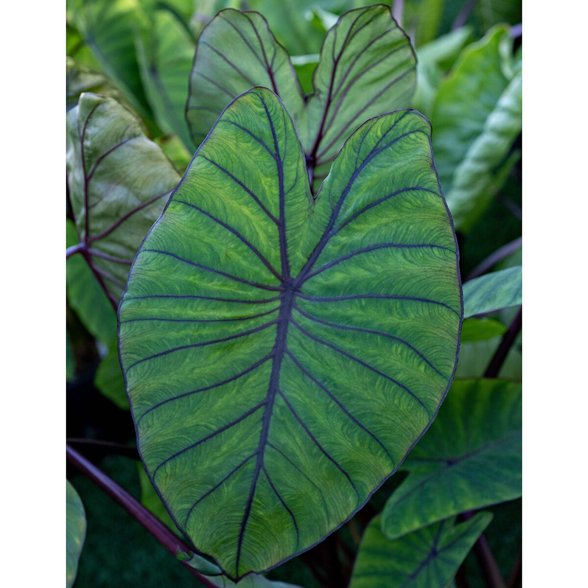 Colocasia Esculenta Royal Hawaiian Blue Hawaii Elephant Ear | SiteOne US