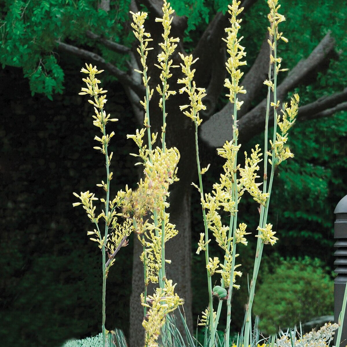 Hesperaloe Parviflora Yellow Sun Yellow Red Yucca | SiteOne US