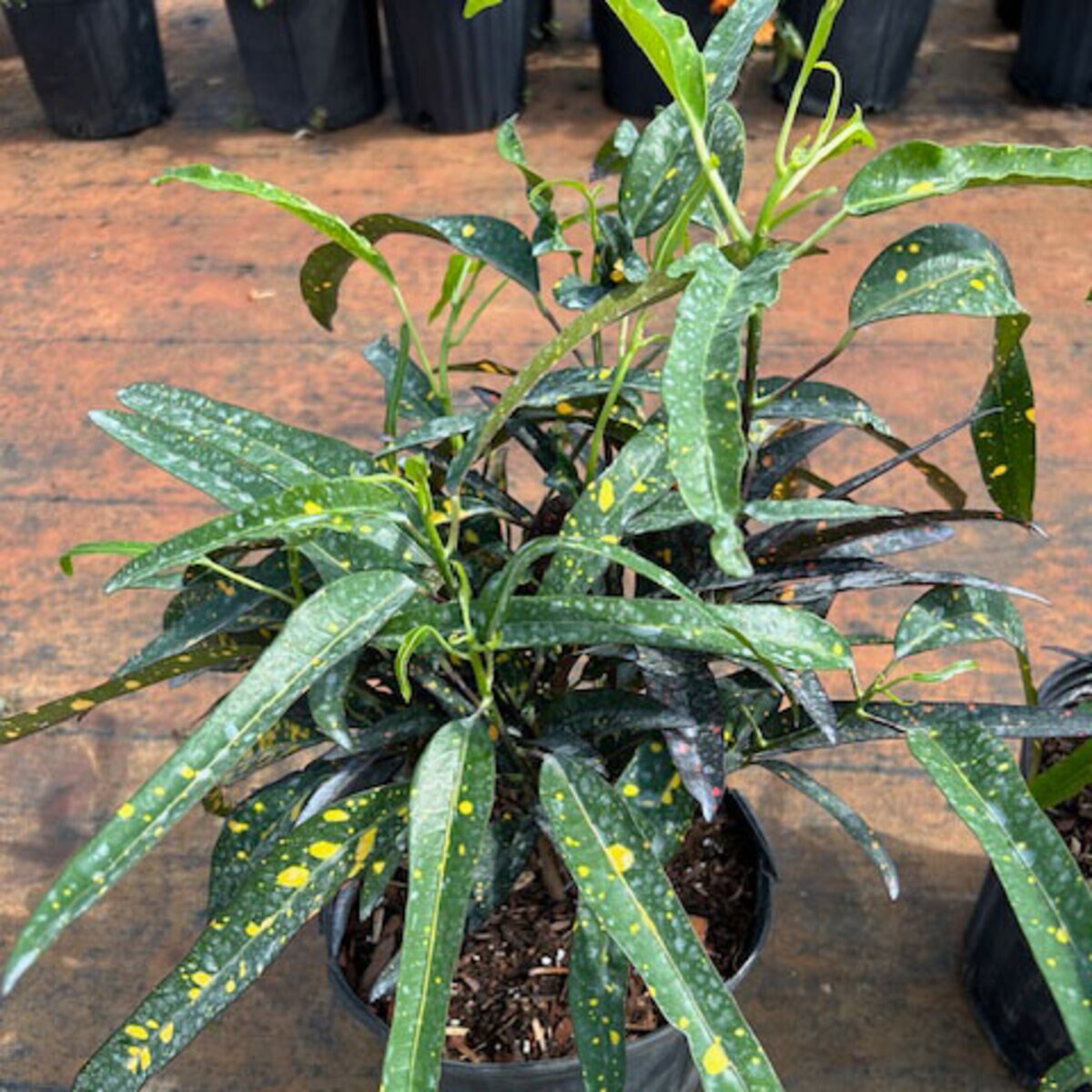 Codiaeum Variegatum Red Spot Croton | SiteOne US