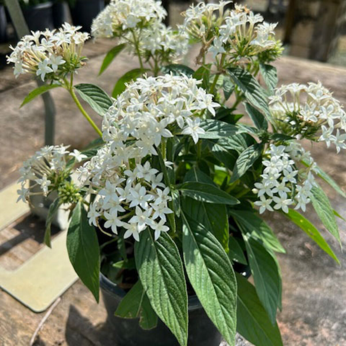 Pentas Lanceolata Compact White Egyptian Star Flower | SiteOne US