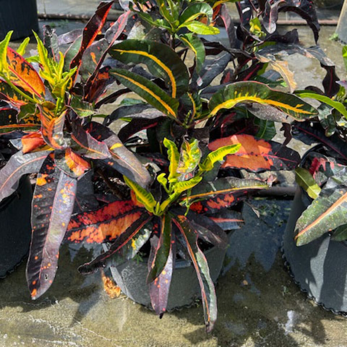 Codiaeum Variegatum Mango Croton | SiteOne