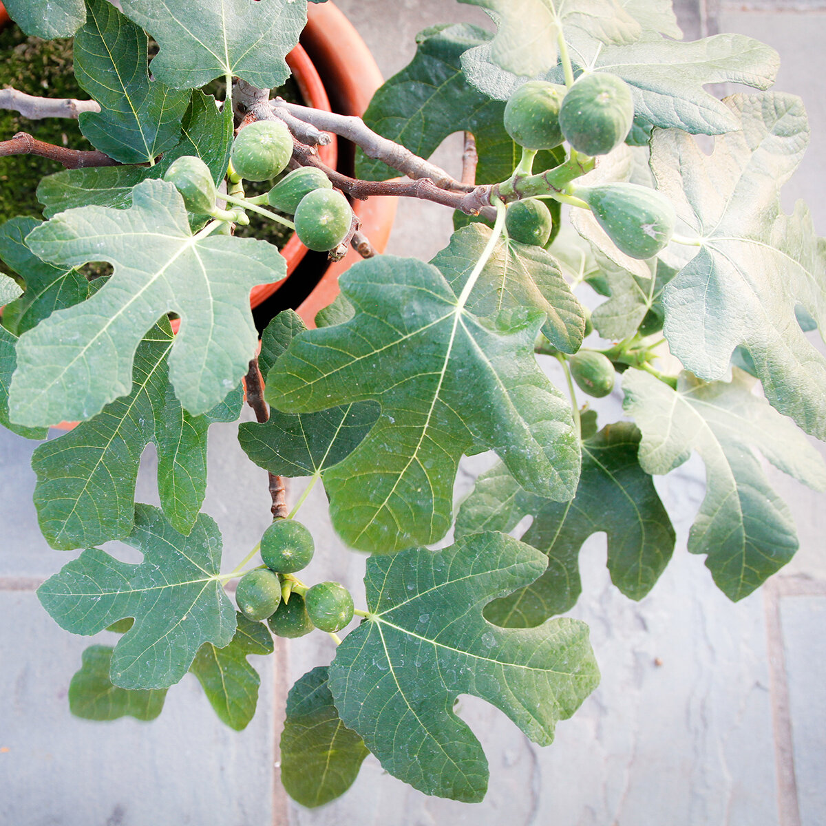 Ficus Carica Fignomenal Dwarf Fig | SiteOne