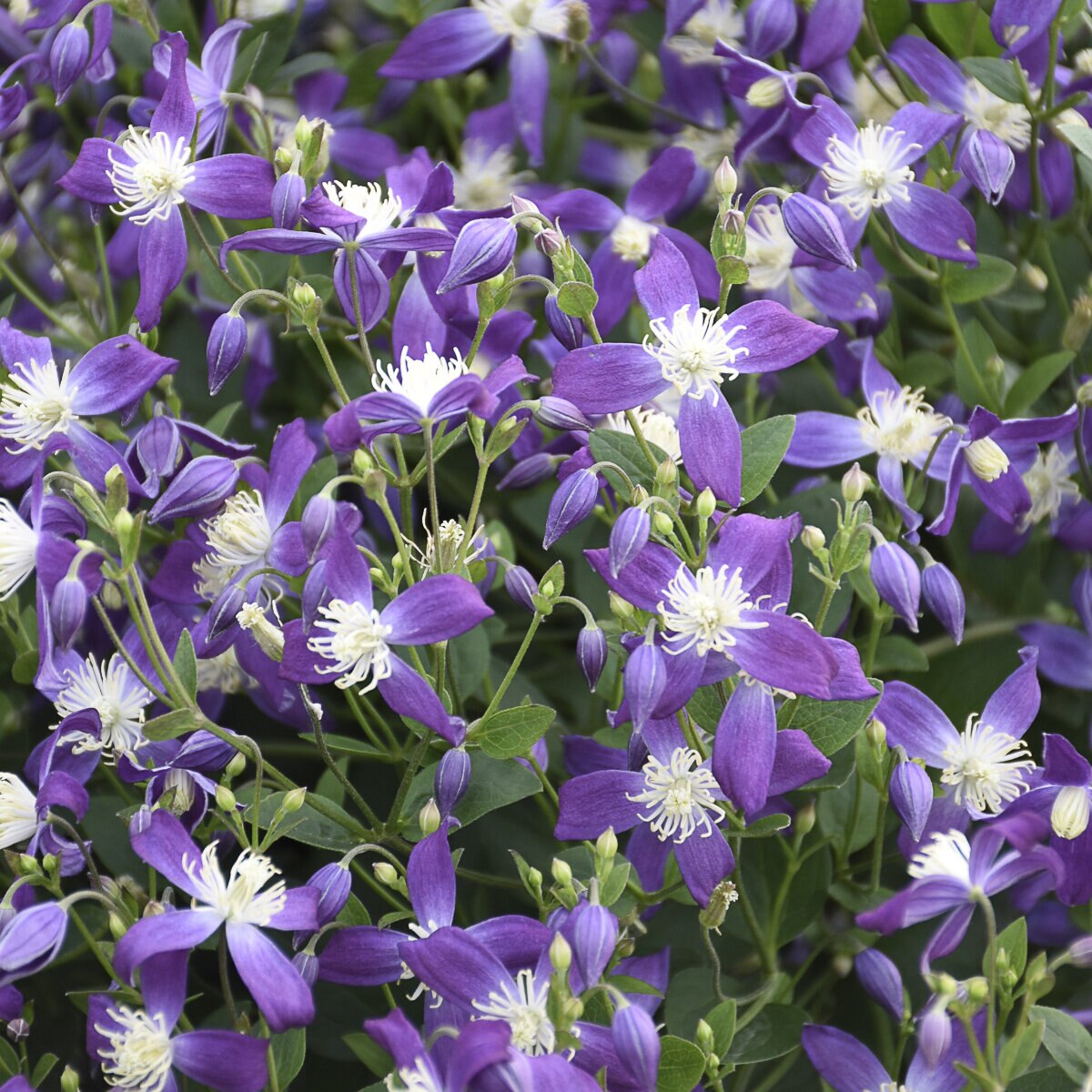 Clematis X Violet Stardust Bush Clematis | SiteOne US