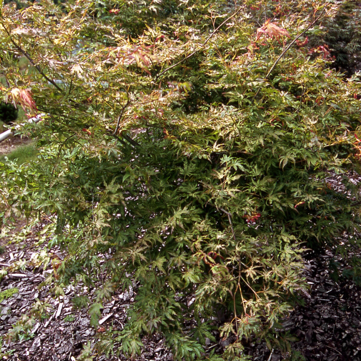 Acer Palmatum First Ghost Reticulated Japanese Maple | SiteOne