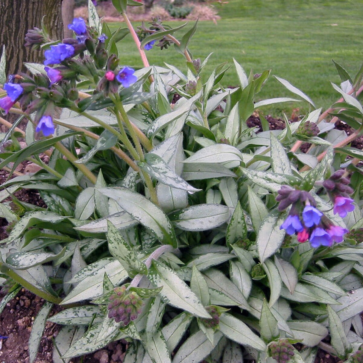 Pulmonaria X Samourai Lungwort | SiteOne US