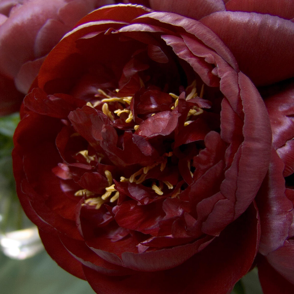 Paeonia Bulb X Lactiflora Buckeye Belle Peony | SiteOne US
