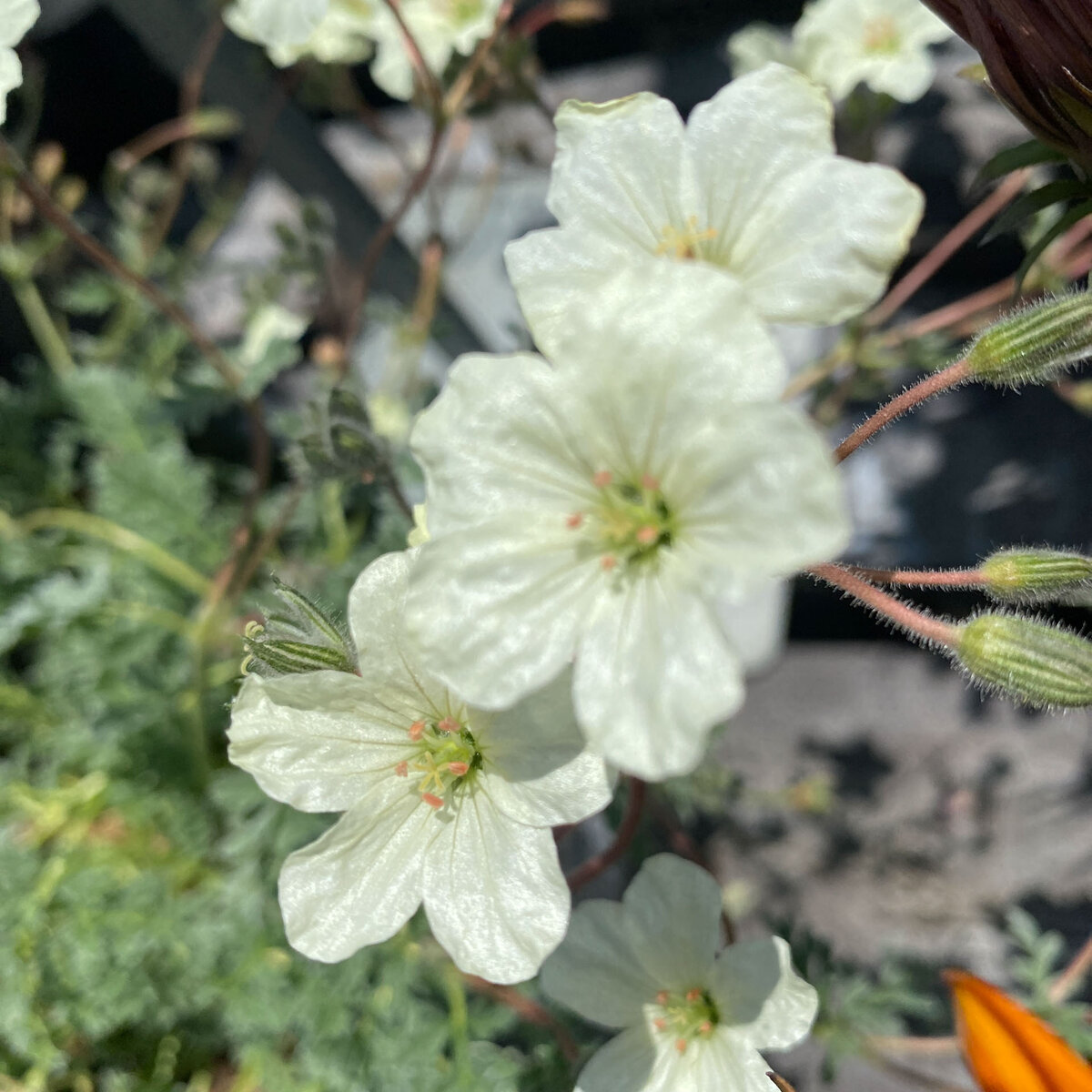 Erodium Chrysanthum Yellow Heron's Bill | SiteOne
