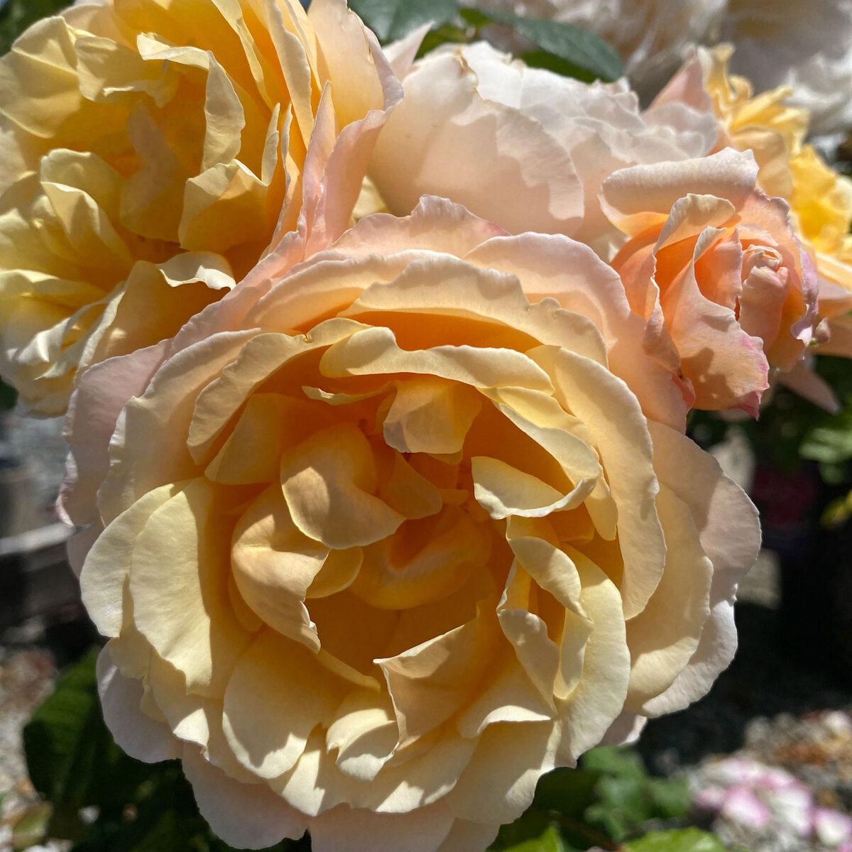 Rosa Floribunda Moonlight in Paris Rose | SiteOne US