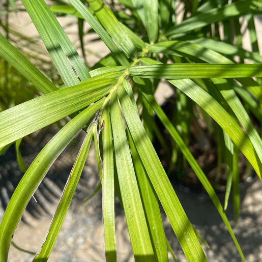 Chamaedorea Plumosa Baby Queen Palm | SiteOne