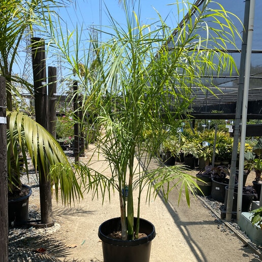 Chamaedorea Plumosa Baby Queen Palm | SiteOne