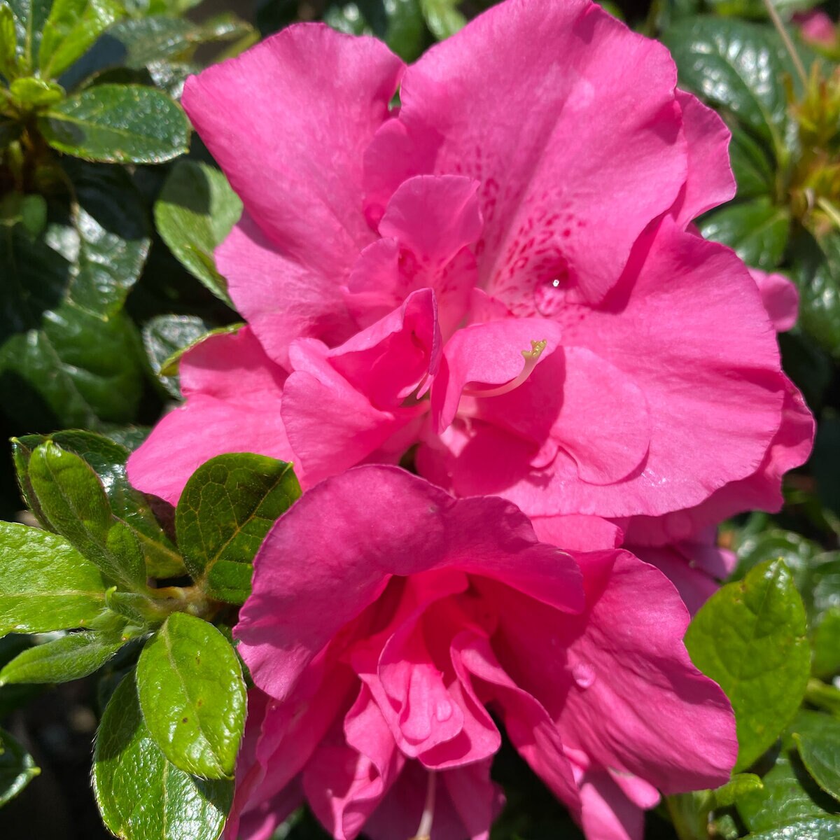 Rhododendron X Mistral Azalea | SiteOne US