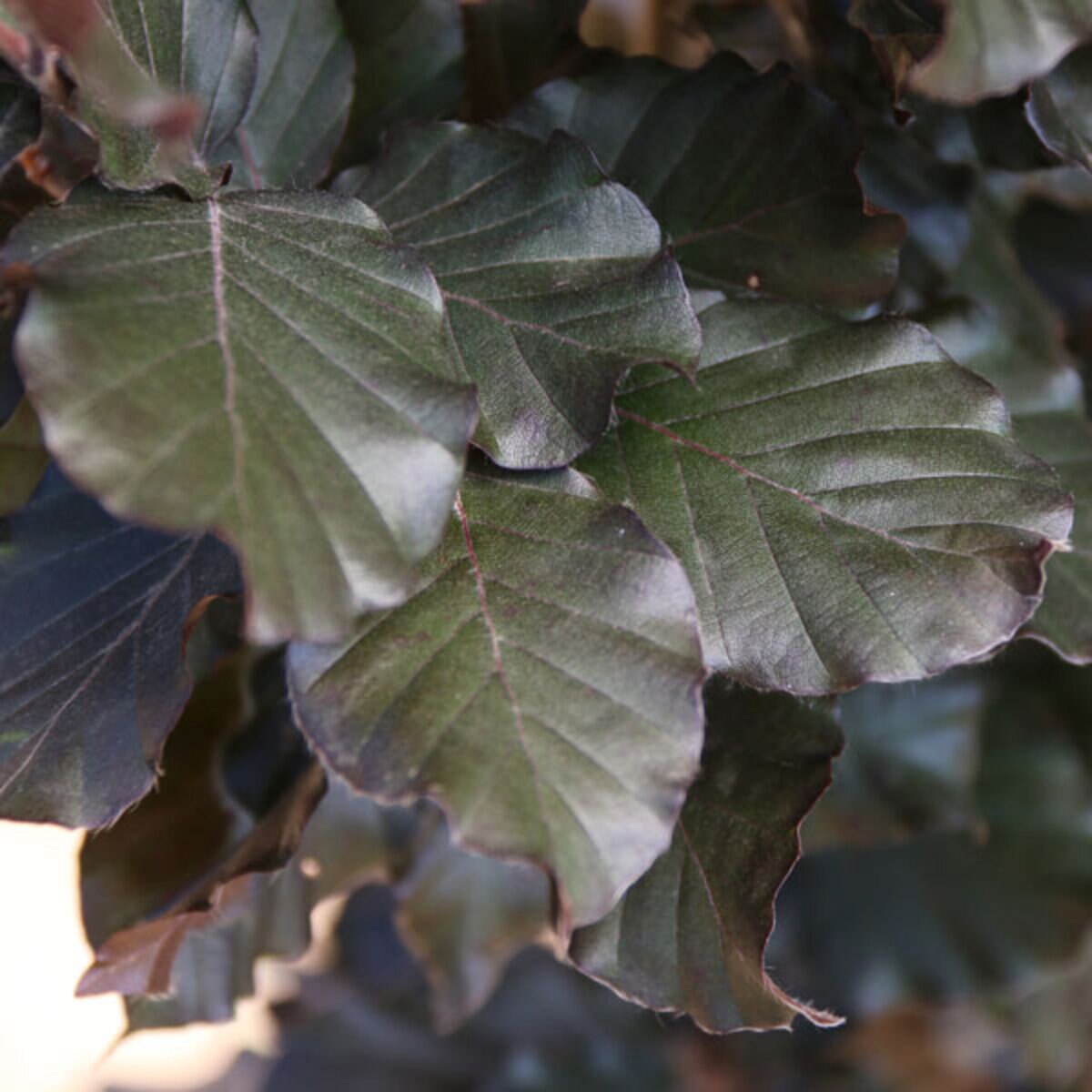 Fagus Sylvatica Red Obelisk Beech | SiteOne US
