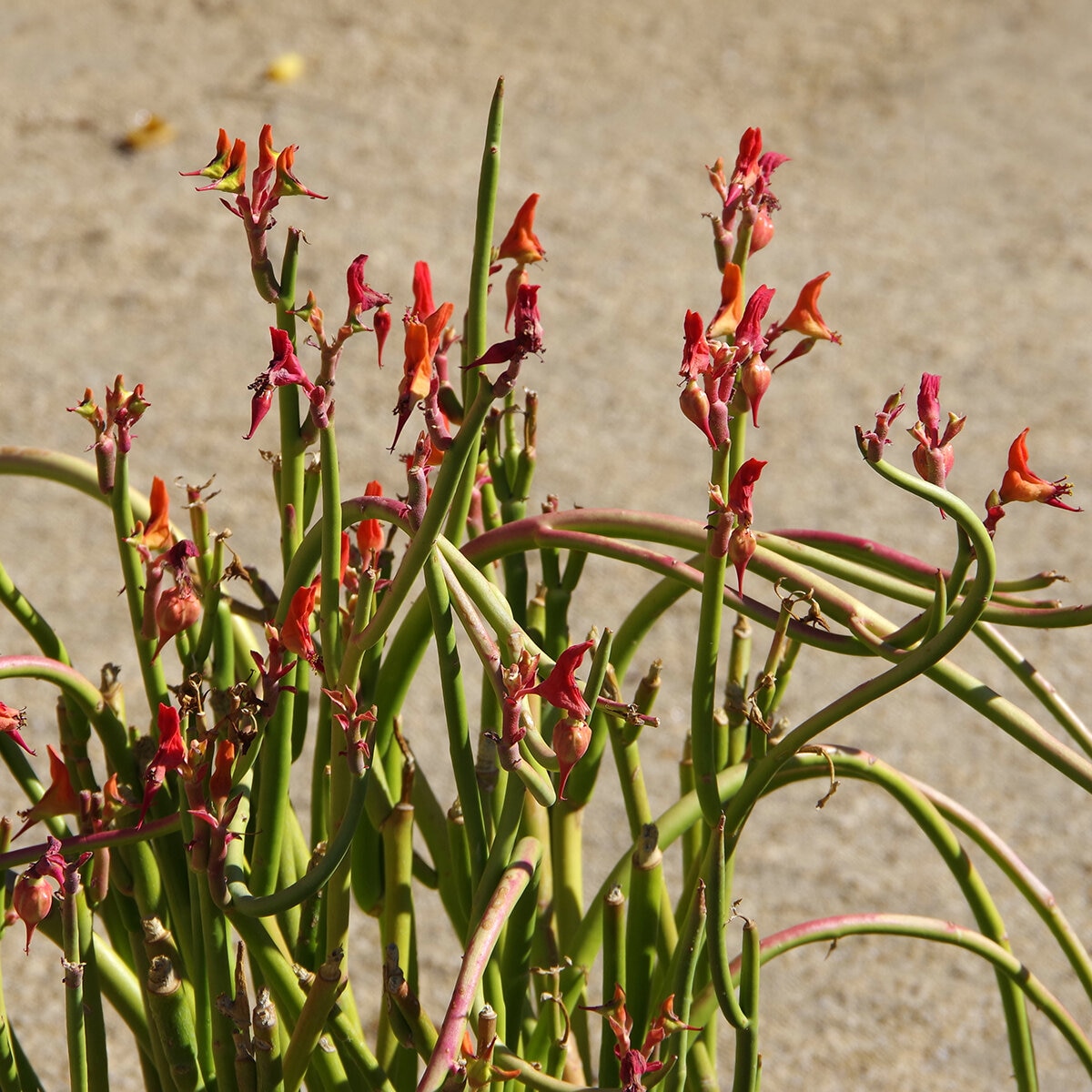 Pedilanthus Macrocarpus Slipper Plant | SiteOne US