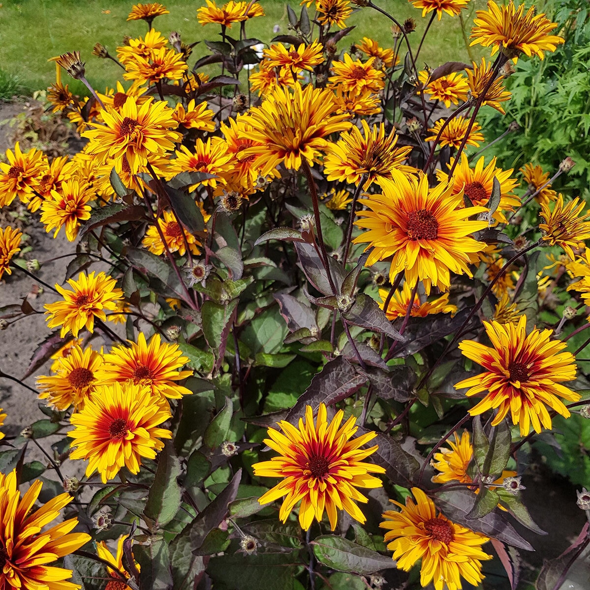 Heliopsis Helianthoides Yellow Spider False Sunflower | SiteOne US