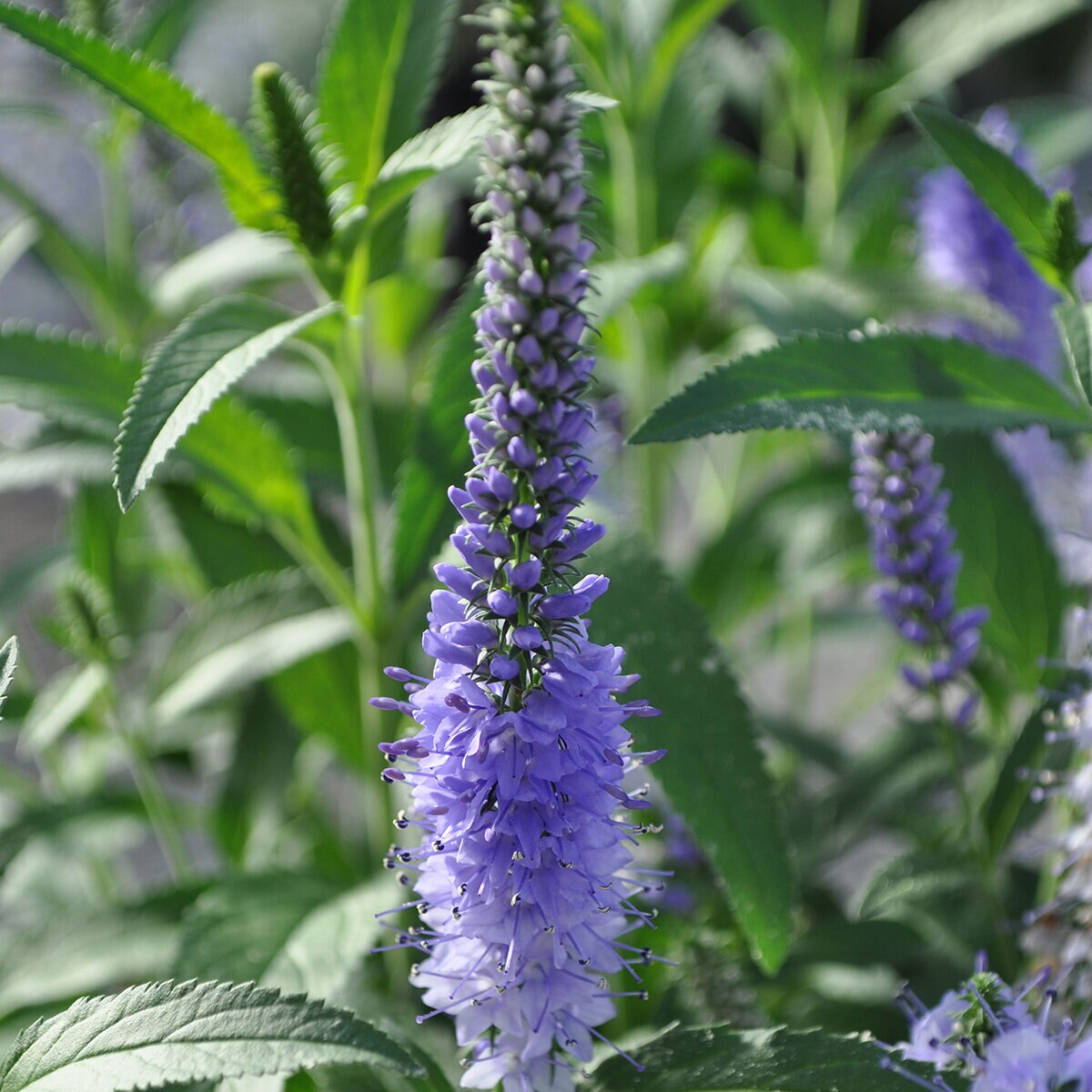 Veronica Longifolia Vernique Shinning Sea Speedwell | SiteOne US