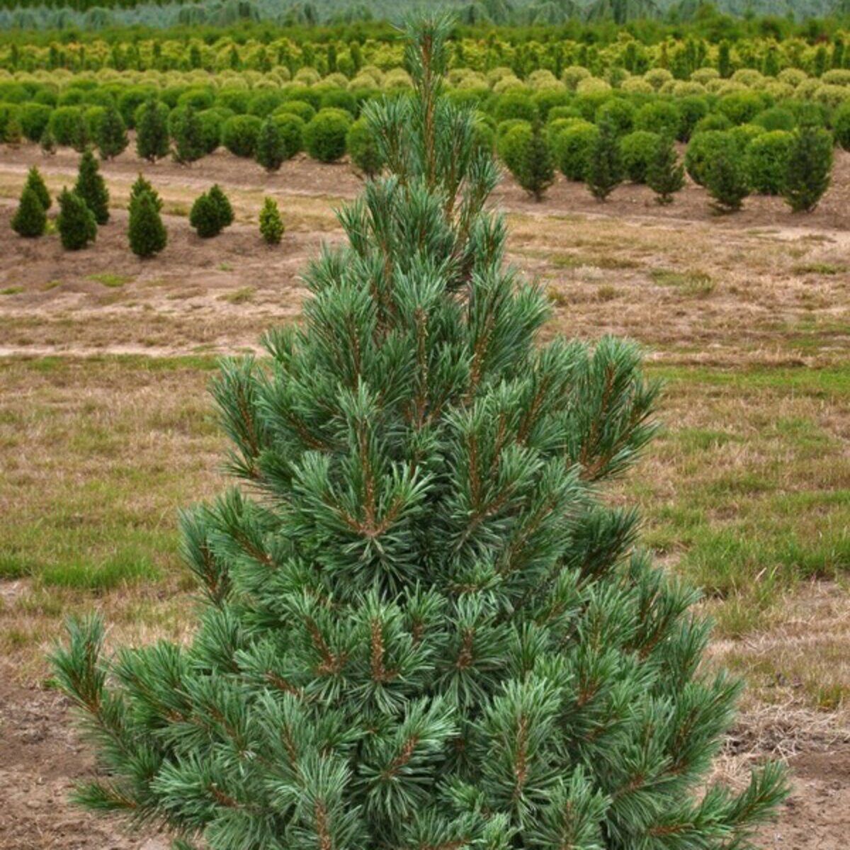 Pinus Flexilis Vanderwolfs Pyramid Limber Pine | SiteOne US