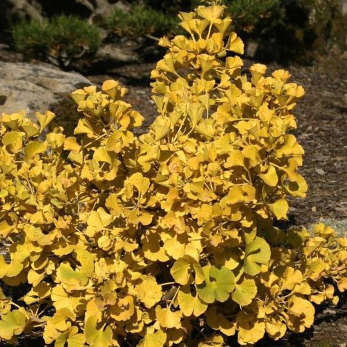 Ginkgo Biloba Mariken Maidenhair Tree | SiteOne US