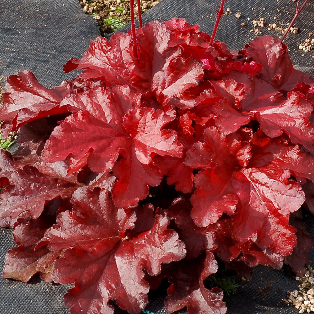 Heuchera X Forever Red Coral Bells | SiteOne US