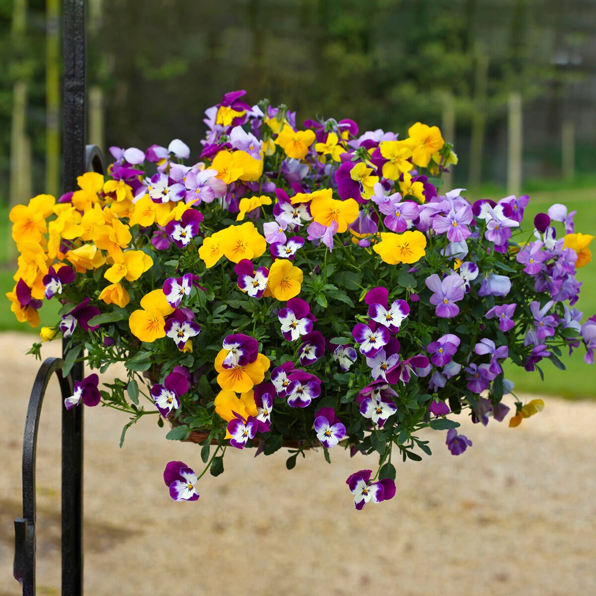 Viola X Wittrockiana Freefall Mixture Spreading Pansy | SiteOne