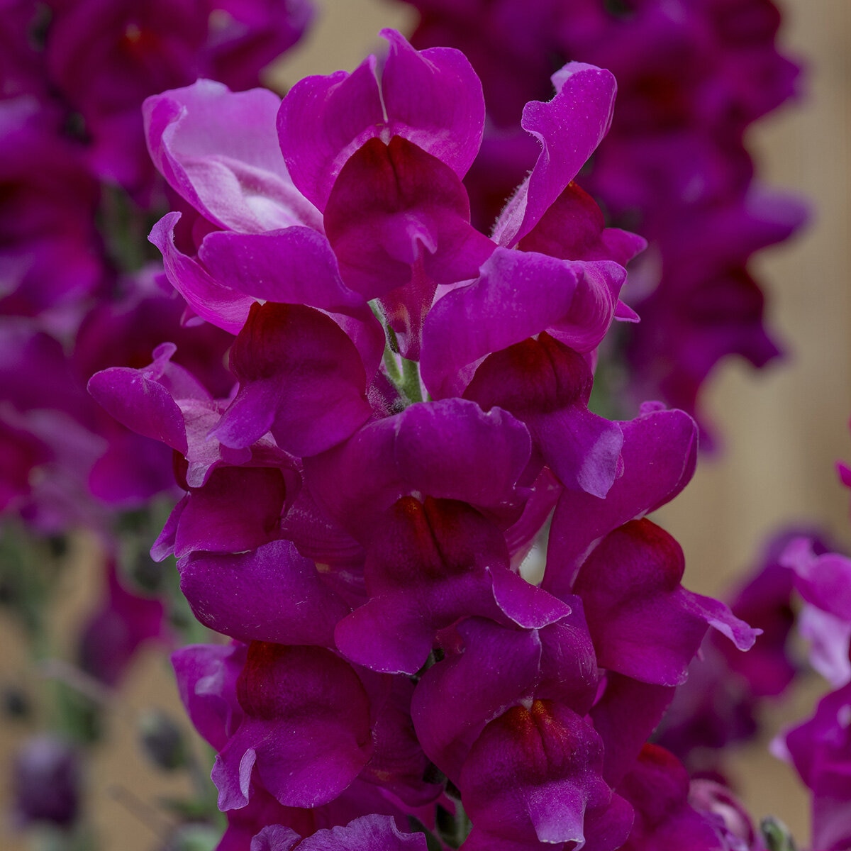 Antirrhinum Majus Speedy Sonnet Purple Snapdragon | SiteOne