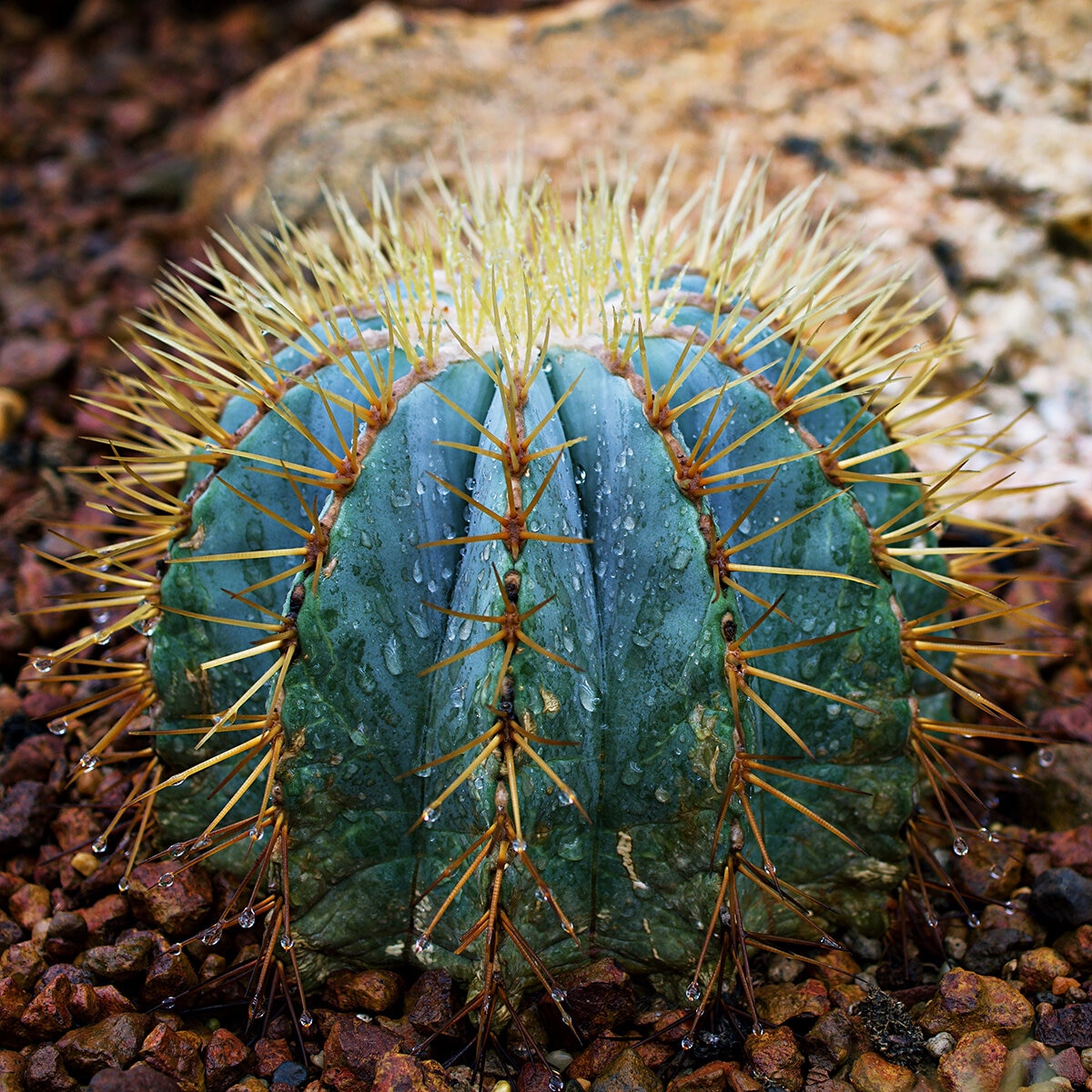 Ferocactus Glaucescens Blue Barrel Cactus | SiteOne