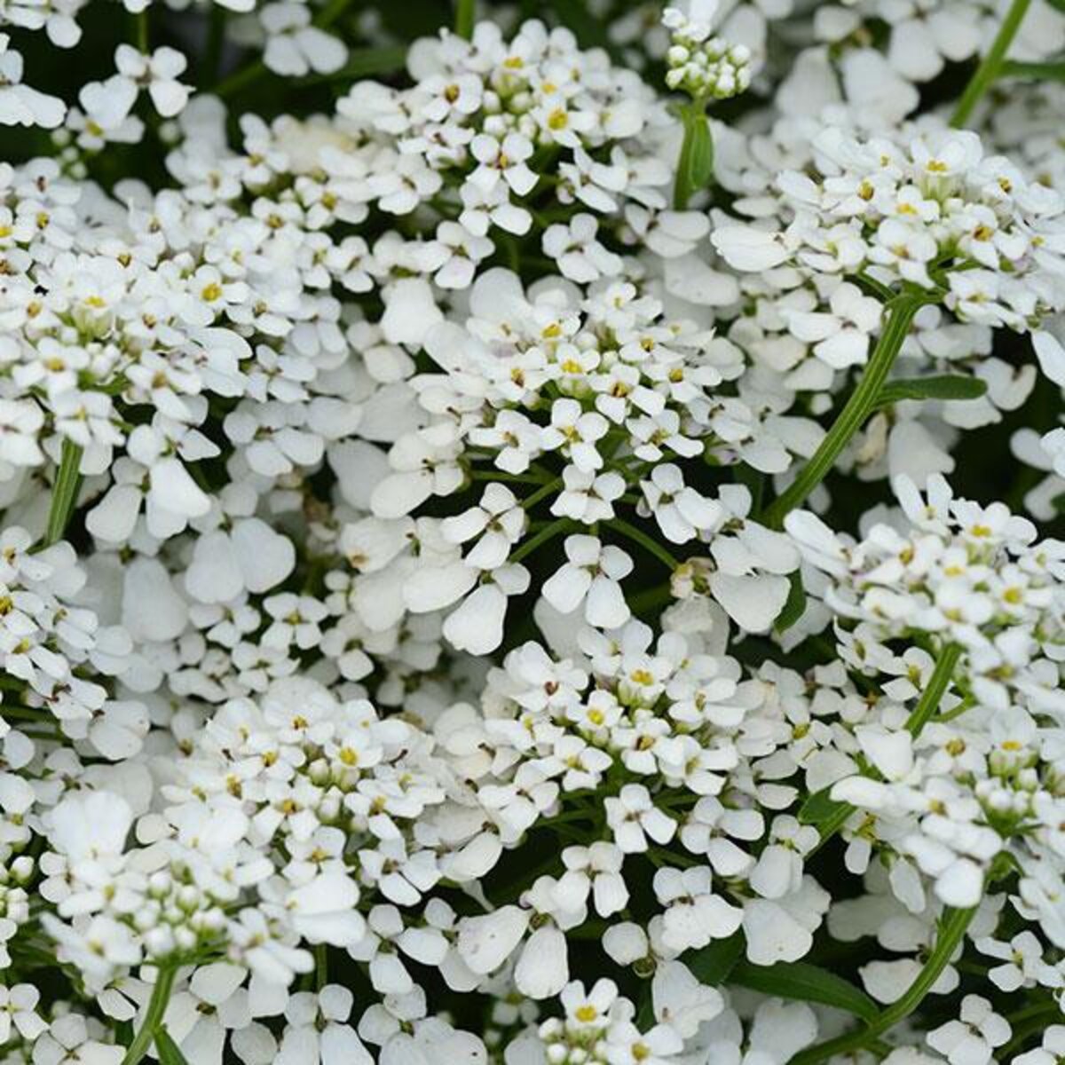 Iberis X Summer Snowdrift Candytuft | SiteOne