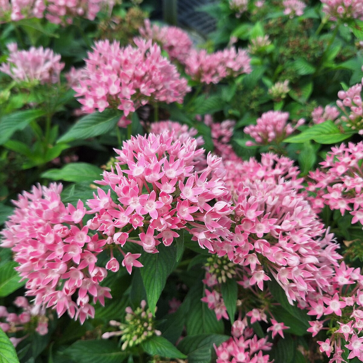 Pentas Lanceolata Graffiti True Pink Egyptian Star Flow | SiteOne