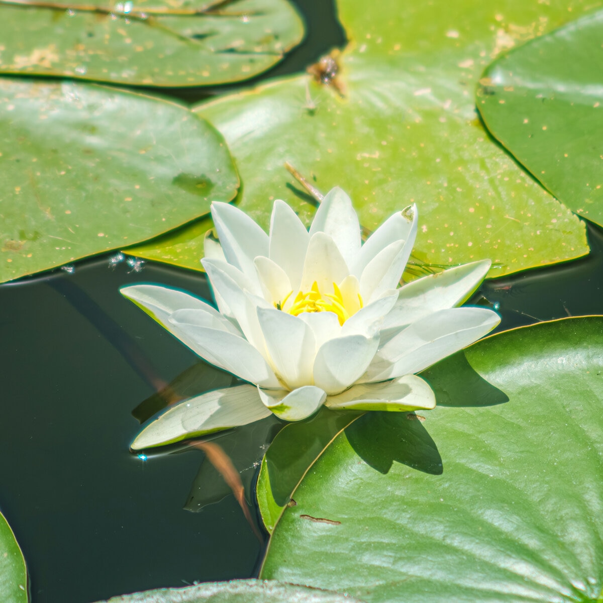 Nymphaea x marliacea Albida Hardy Water Lily | SiteOne US
