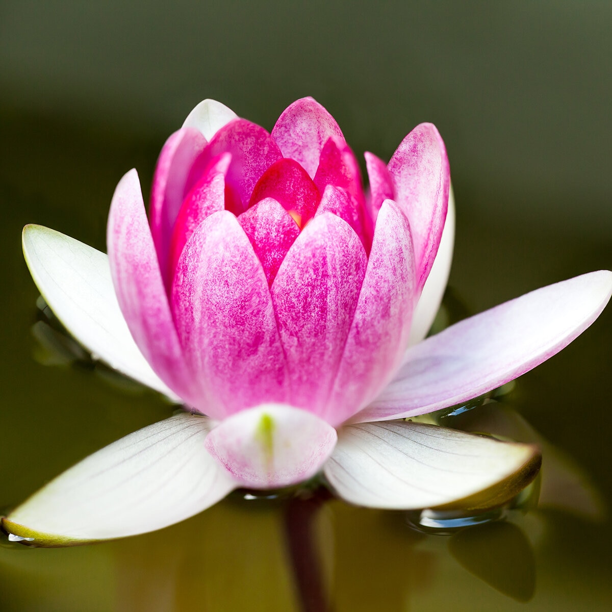 Nymphaea X Darwin (Hollandia) Hardy Water Lily | SiteOne