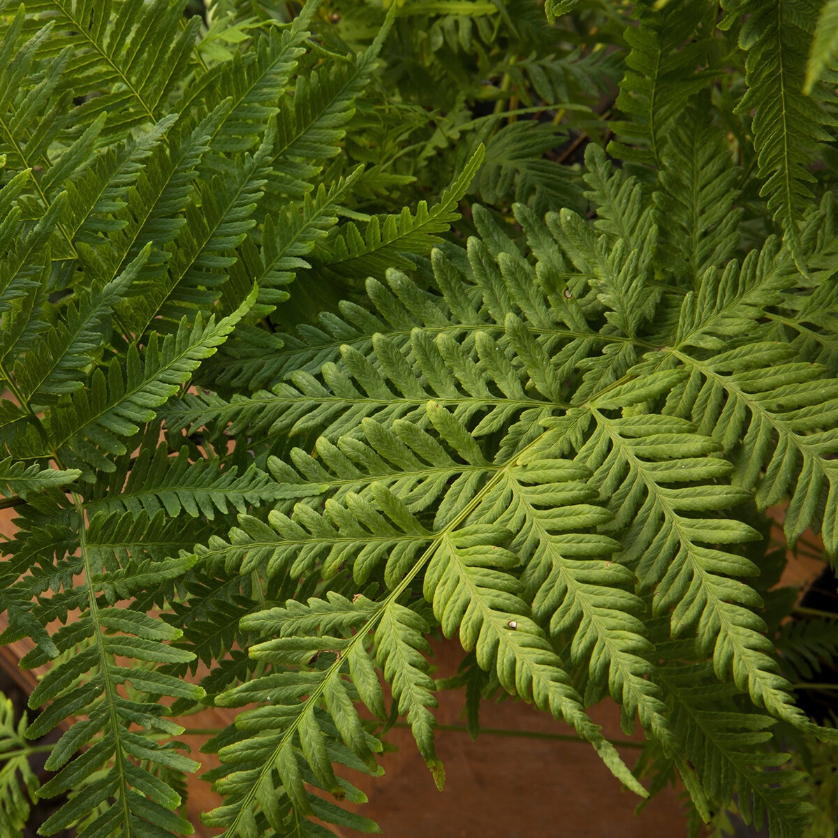 Pteris Tremula Brake Fern | SiteOne US
