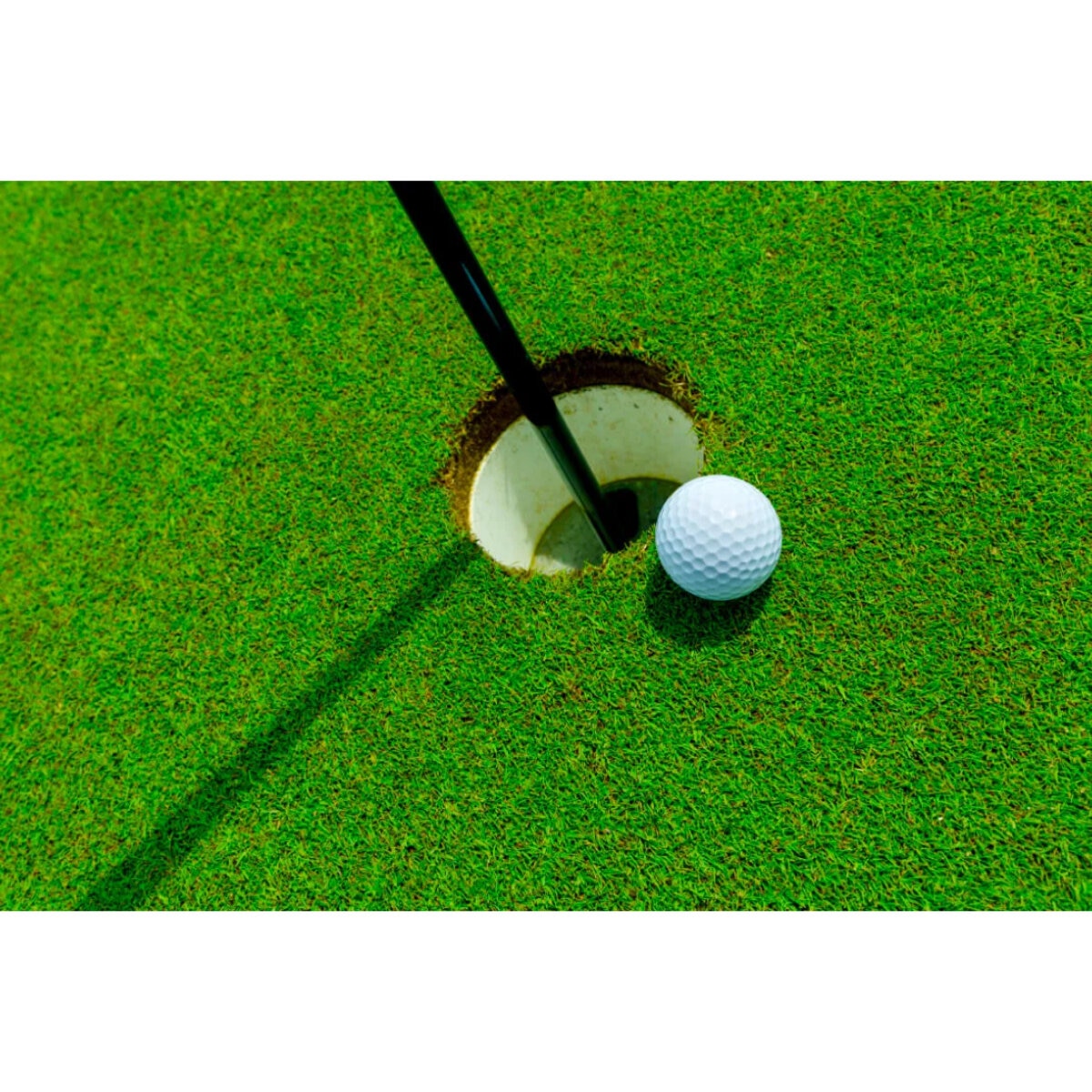 007 XL Creeping Bentgrass Seed 25 lb. Bag | SiteOne