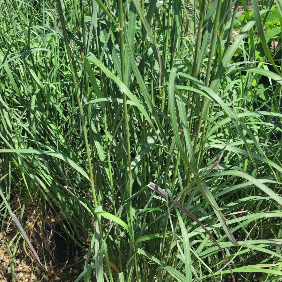 Andropogon Gerardii Rain Dance Big Bluestem | SiteOne US